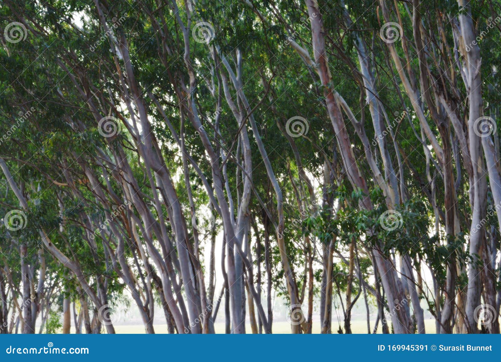The Magic of Trees that Nature Has Created Stock Image - Image of form ...