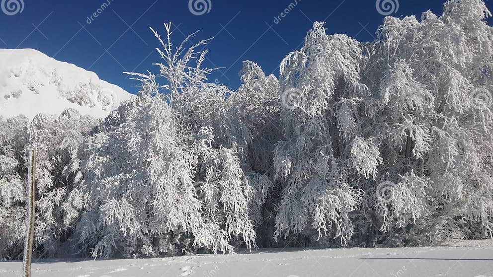 Magic trees stock photo. Image of magic, fall, trees - 132796850