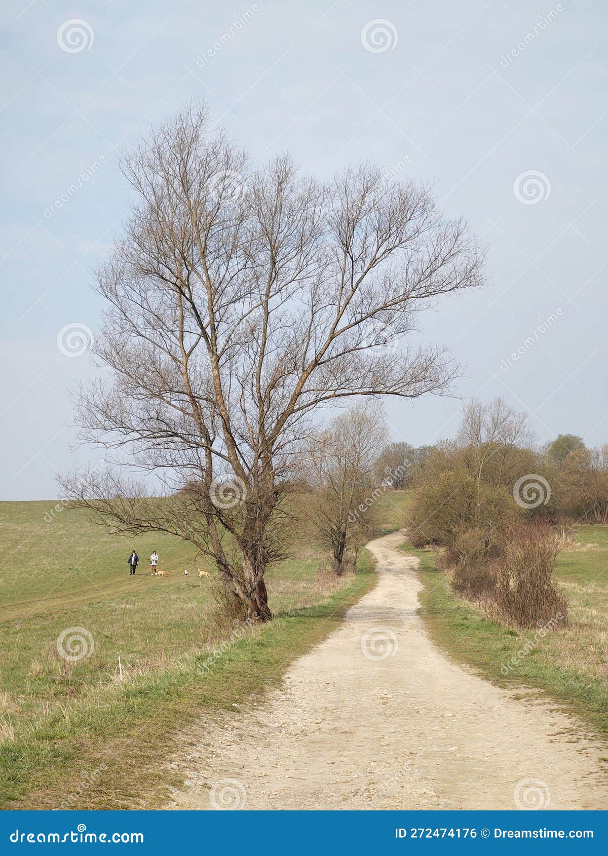Magic Trees and Paths in the Forest. Stock Photo - Image of forest ...