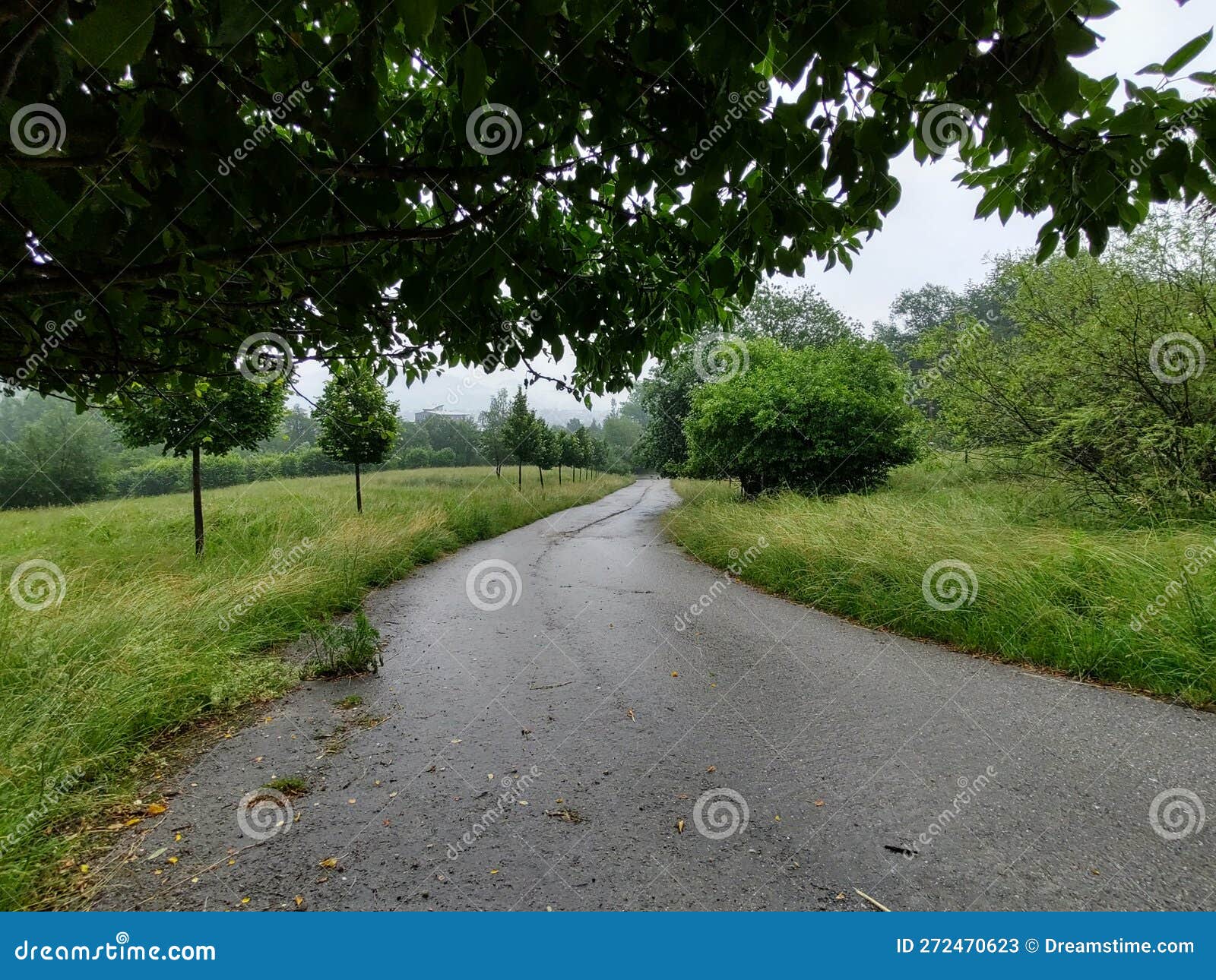 Magic Trees and Paths in the Forest and Meadow. Stock Image - Image of ...
