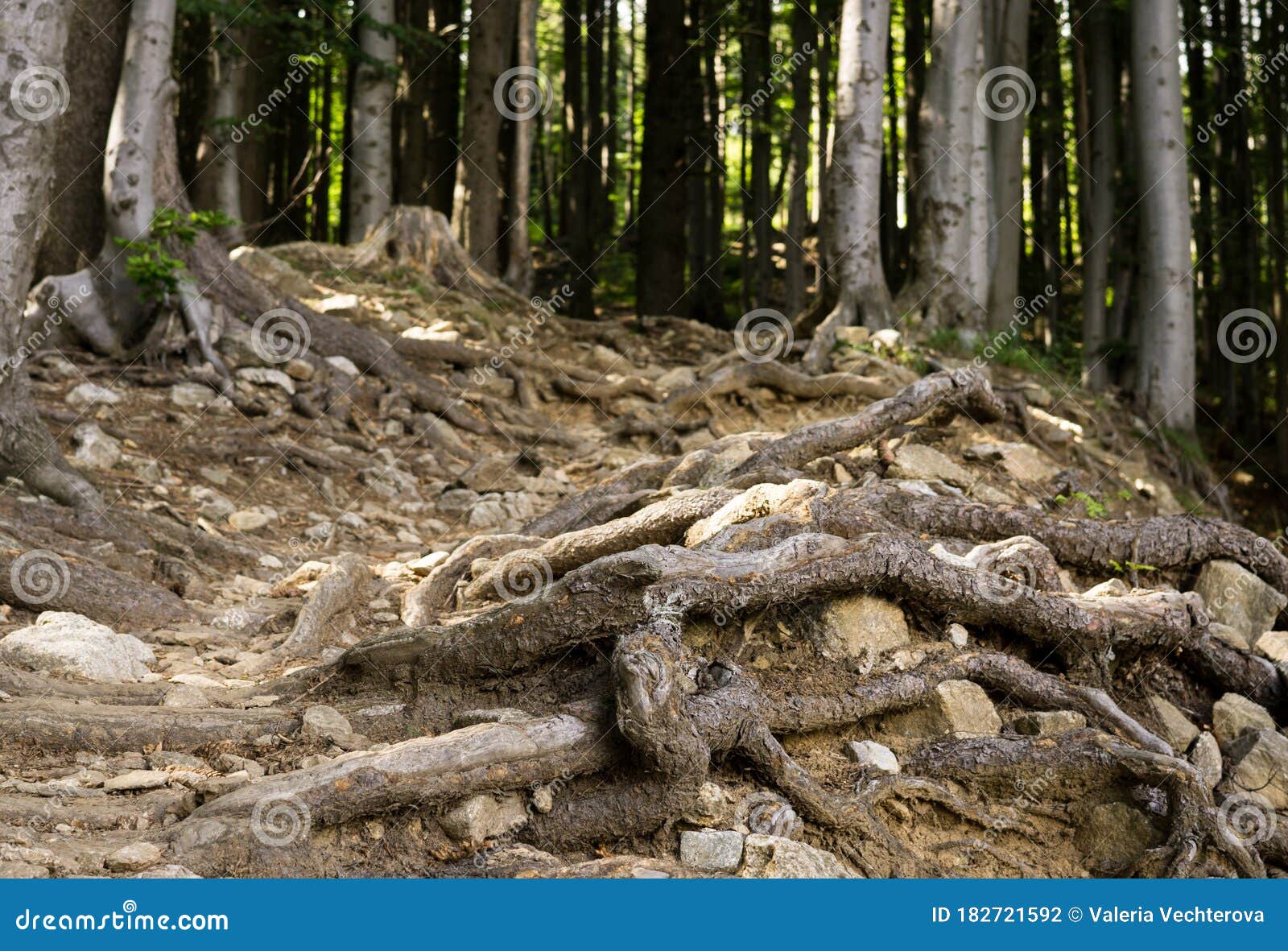 Magic Trees, Roots and Paths in the Forest during Sunny Day. Stock ...