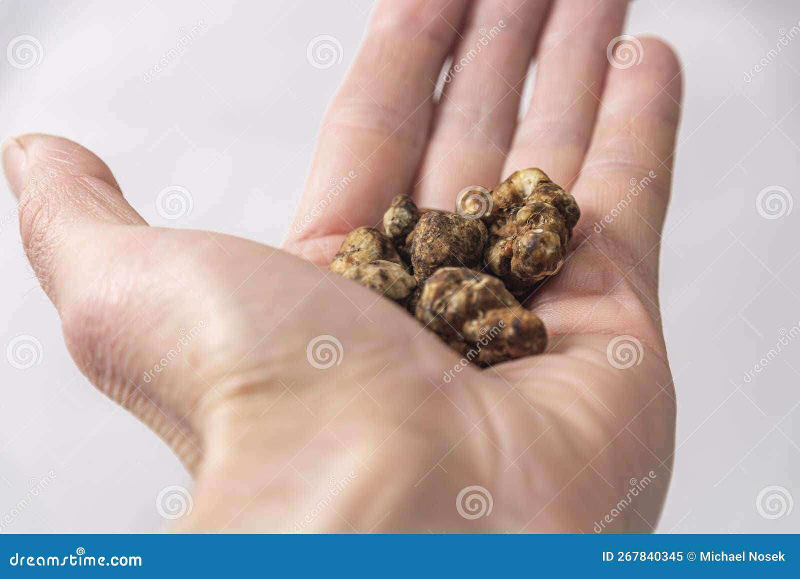 Magic Truffles Mushrooms Full Of Psilocybin In Red Hand With Light ...