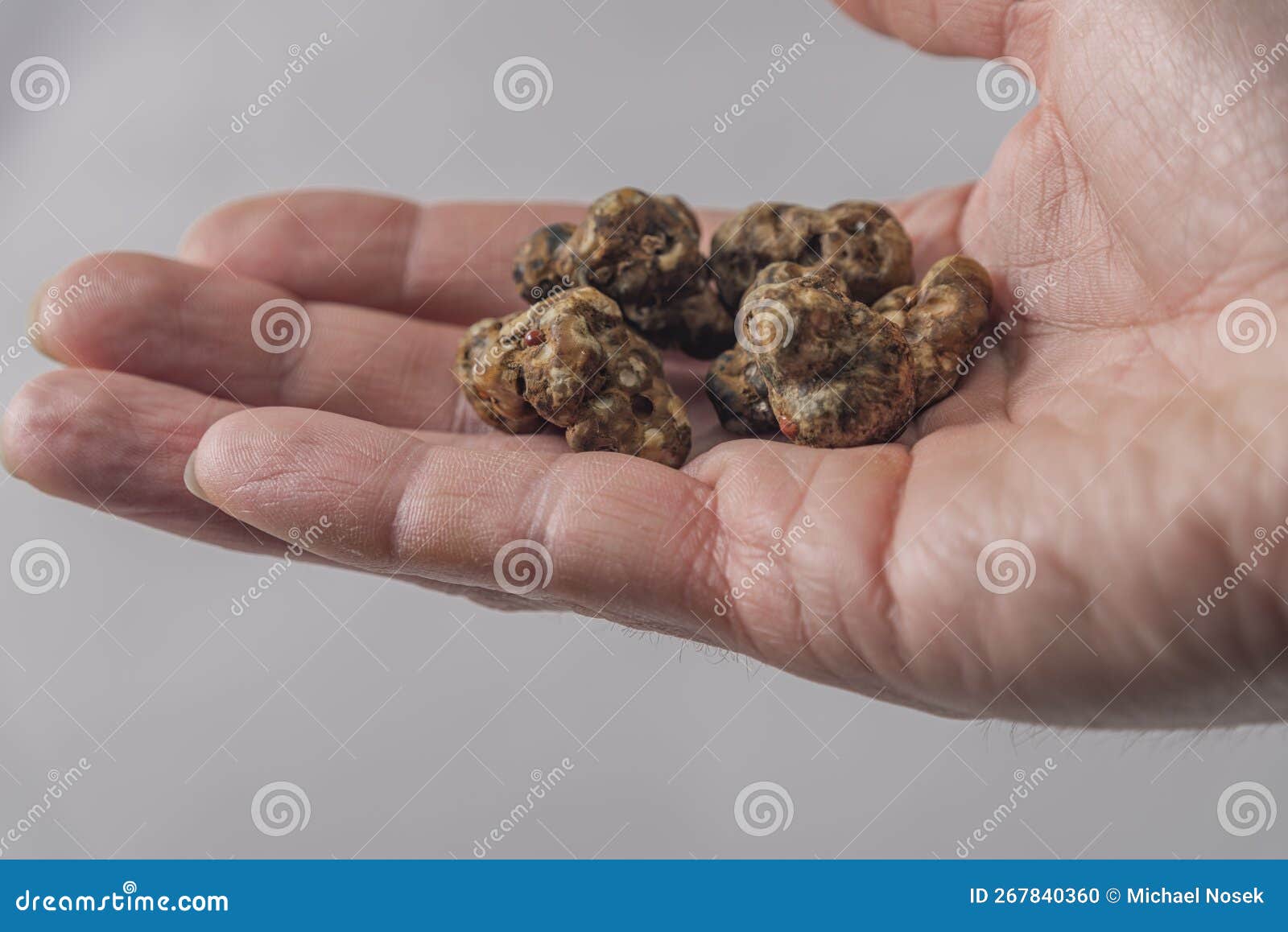 Magic Truffles Mushrooms Full of Psilocybin in Red Hand with Light ...