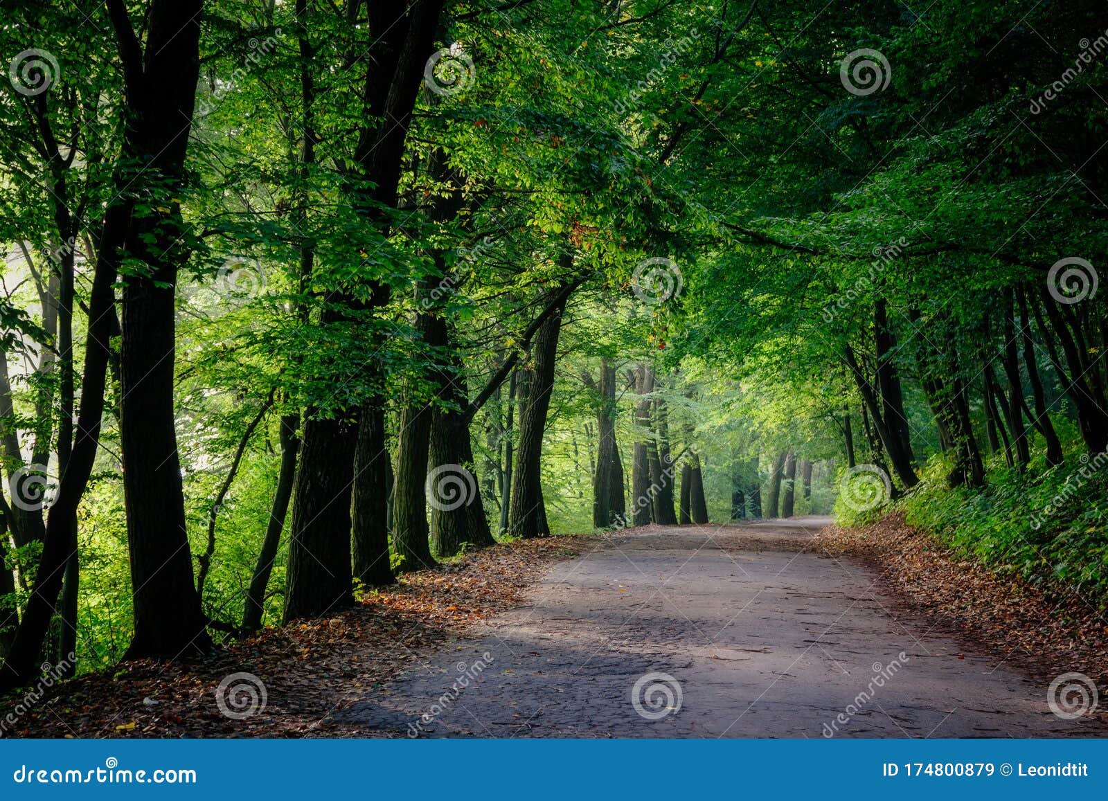 Magic Tunnel and Pathway through a Thick Forest with Sunlight. the Path ...