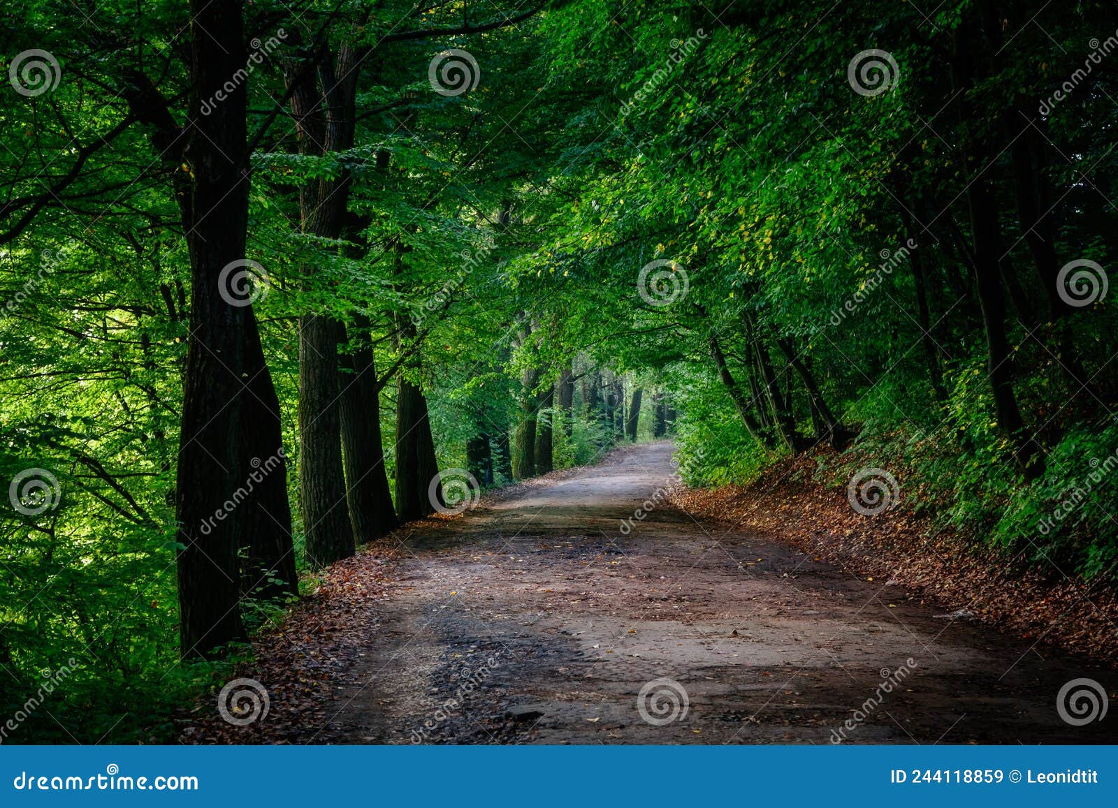 Magic Tunnel and Pathway through a Thick Forest with Sunlight. the Path ...