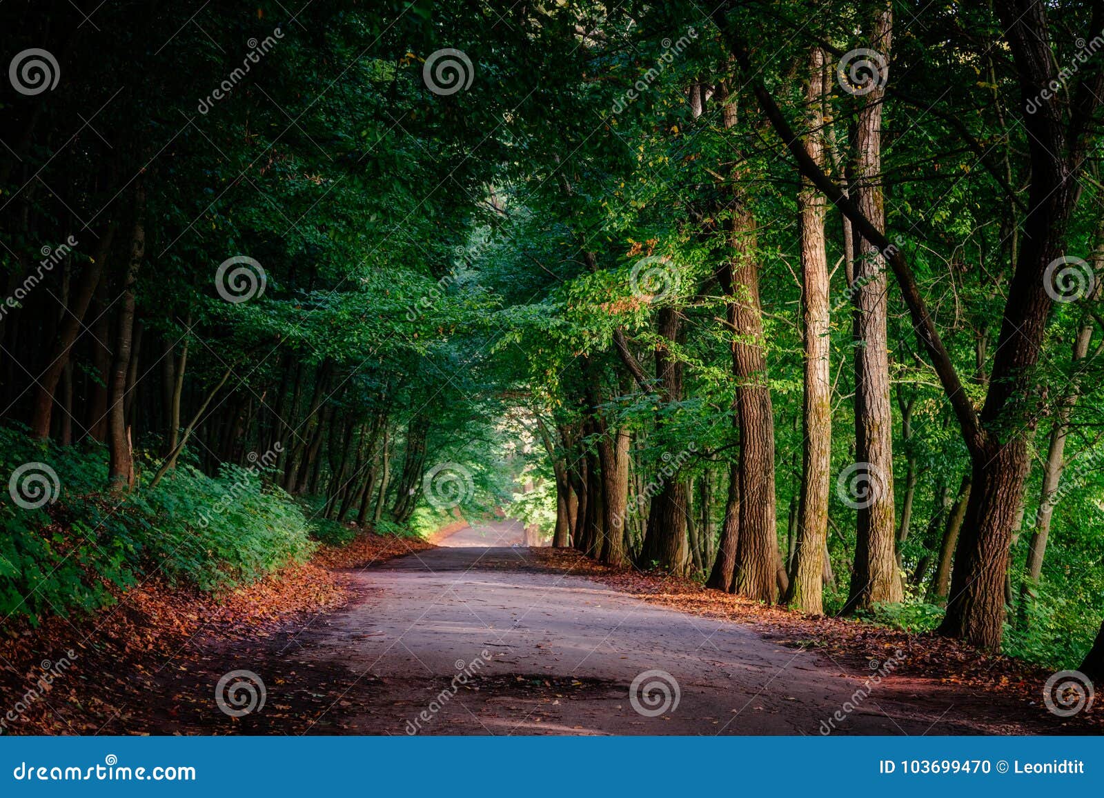 Magic Tunnel and Pathway through a Thick Forest with Sunlight. T Stock ...