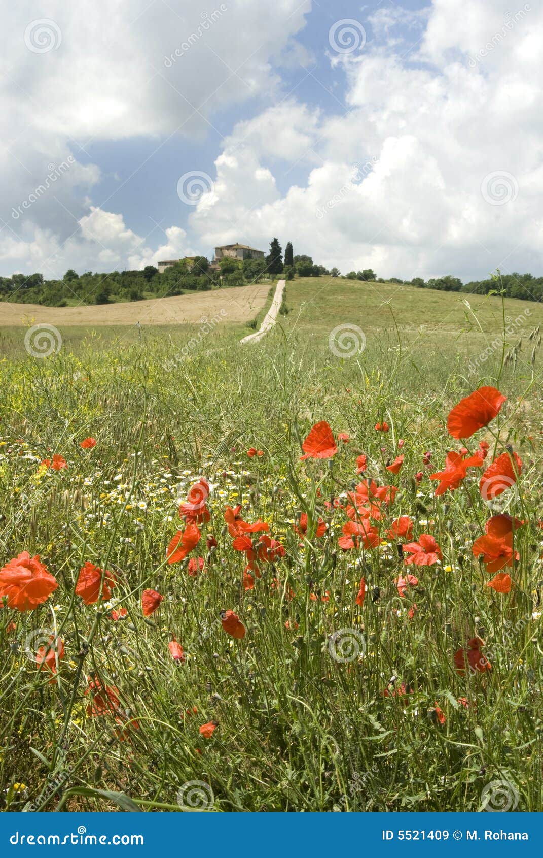 Magic Tuscany stock image. Image of summer, cypresses - 5521409
