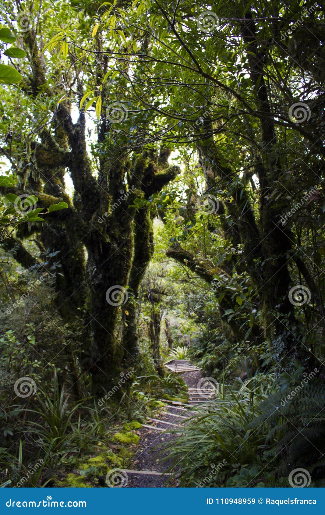 Magic path in forest stock image. Image of fairy, nature - 110948959