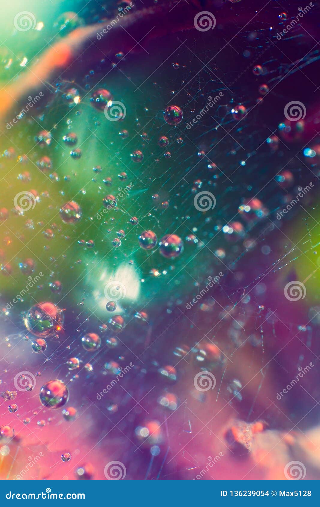 Magic Web with Water Droplets in the Microcosm Stock Photo - Image of ...