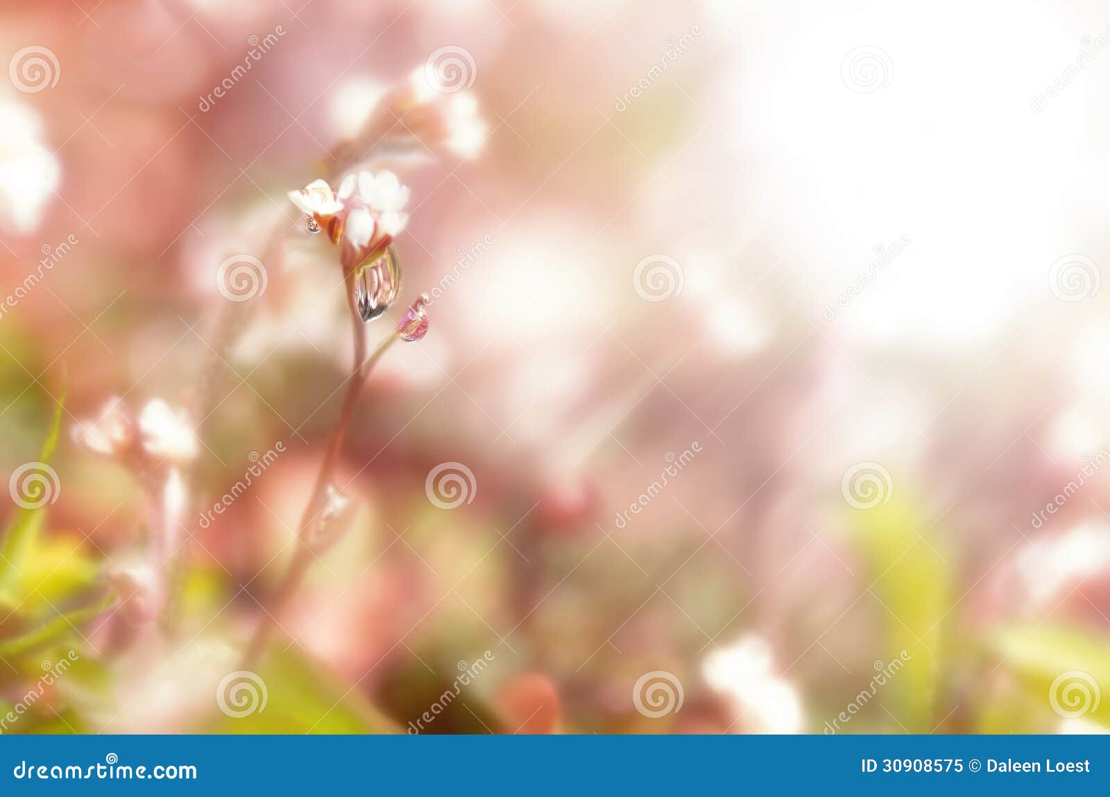 Magic wild flowers stock image. Image of floral, cream - 30908575