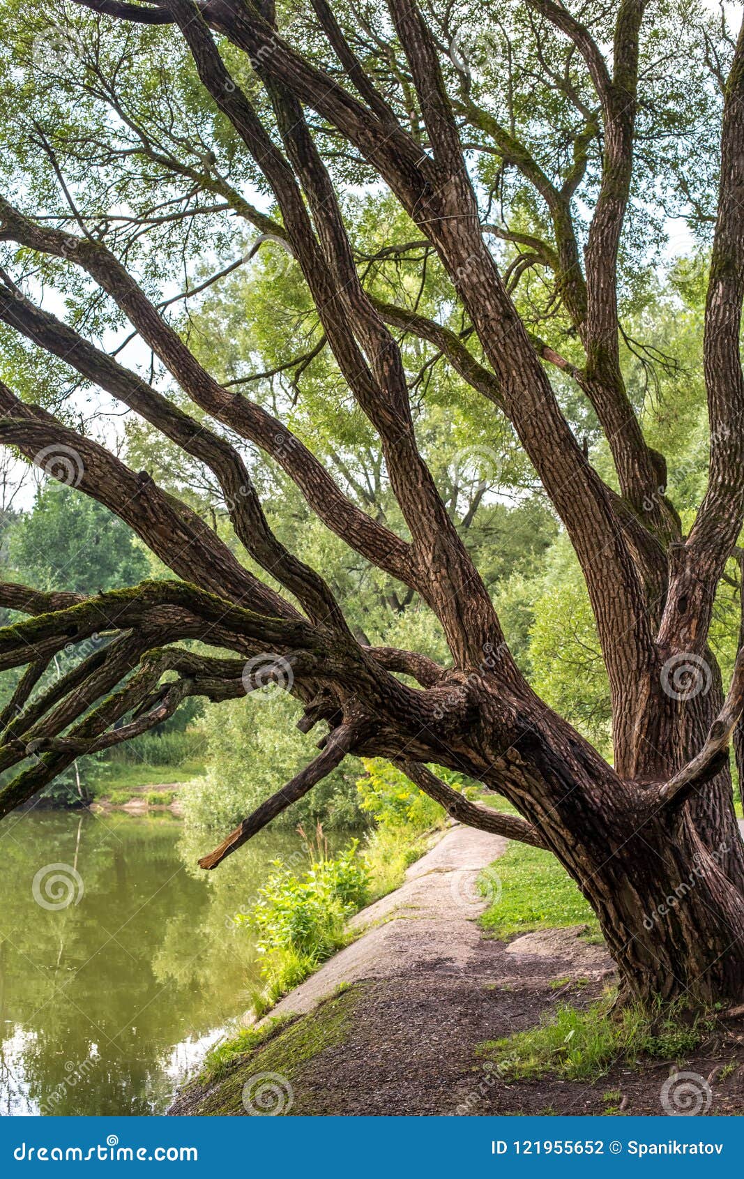 Magic Willows in the Summer Evening Stock Photo - Image of summer ...