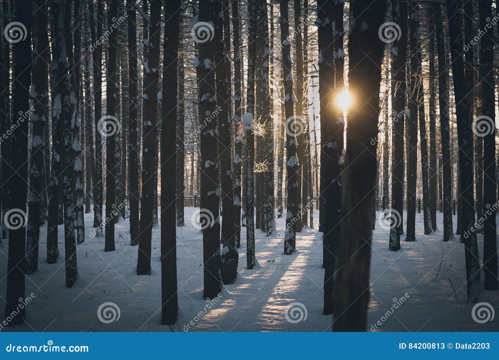 Magic winter forest stock image. Image of sundown, fantastic - 84200813