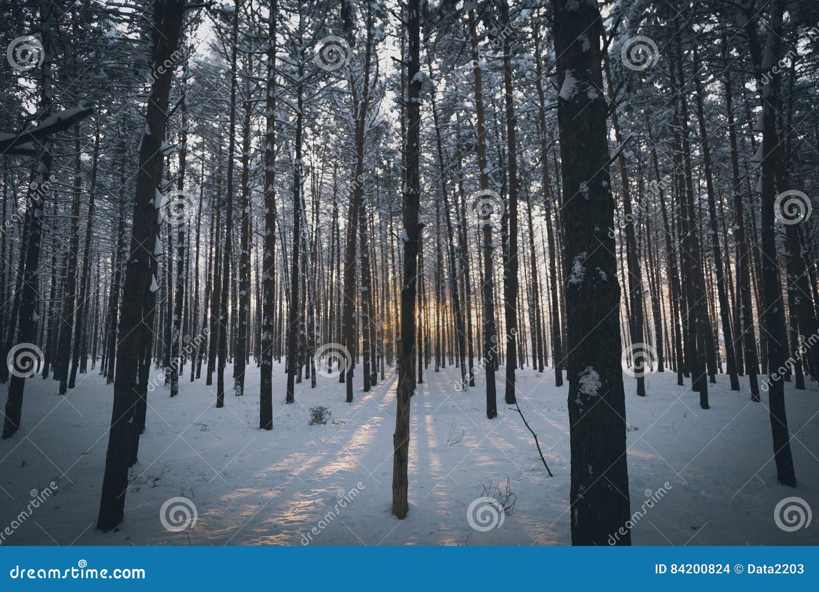 Magic winter forest stock photo. Image of haze, snow - 84200824