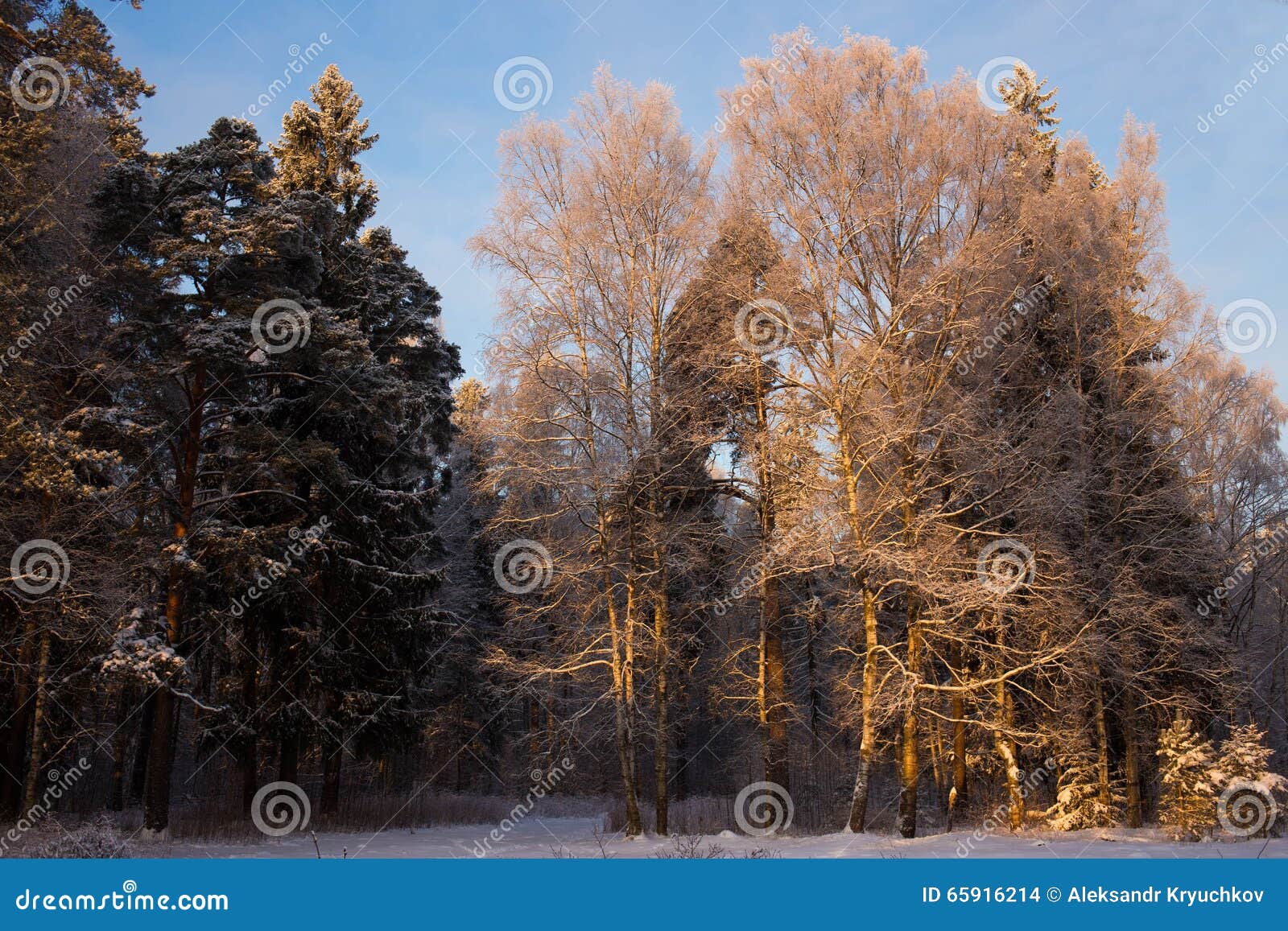 Magic Winter Frost on Branches Stock Photo - Image of magic, branch ...