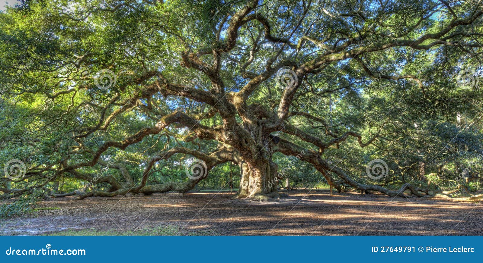 Magical Tree In Rainforest With Winding Roots. Royalty-Free Stock ...