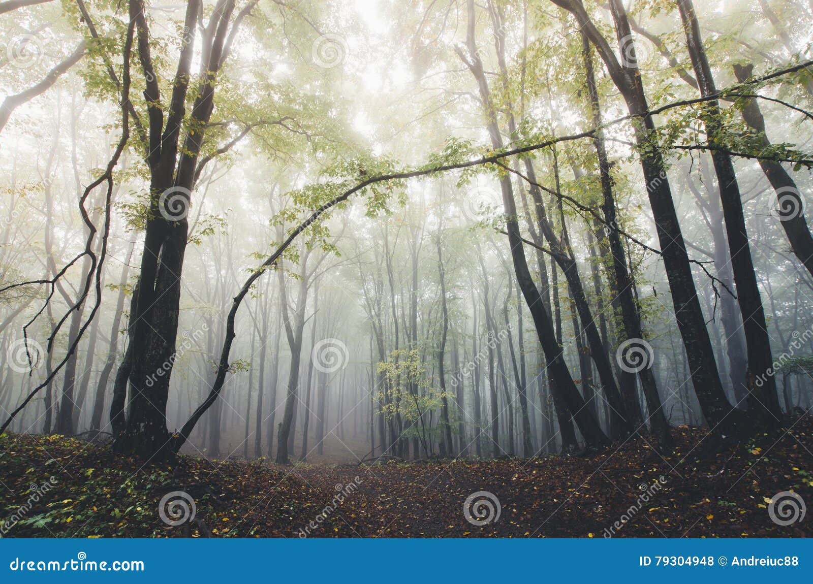 Magical autumn forest stock photo. Image of backdrop - 79304948