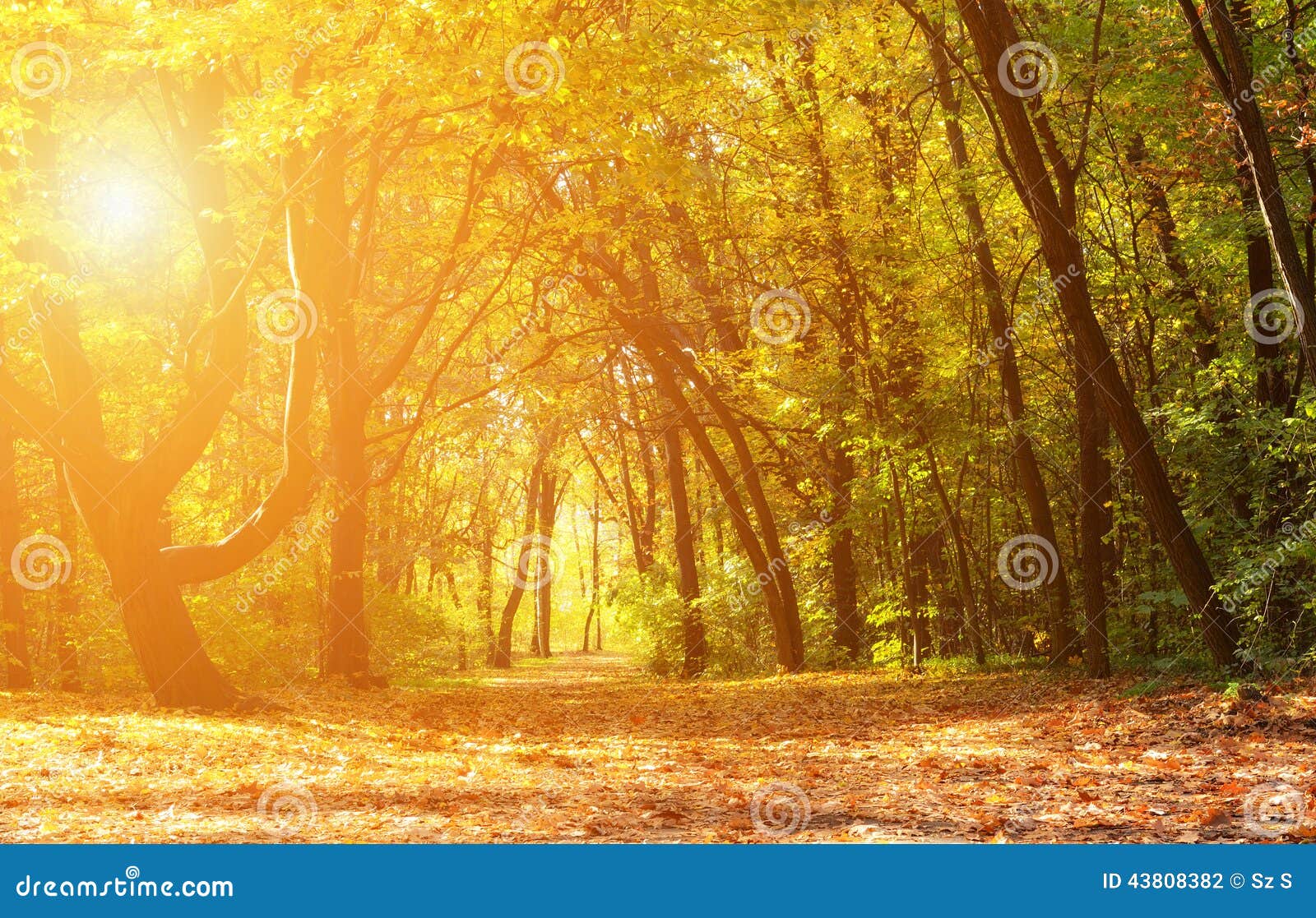Magical Autumn Forest on a Sunny Day Stock Photo - Image of landscape ...