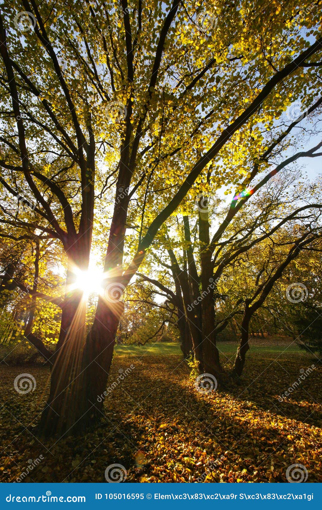 Magical autumn forest stock image. Image of woods, autumn - 105016595