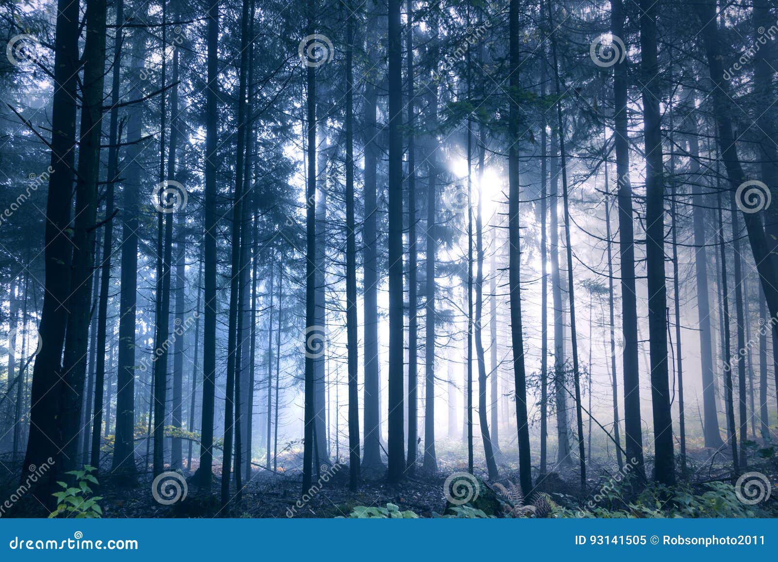 Magical Blue Colored Light in the Woods Stock Image - Image of ...