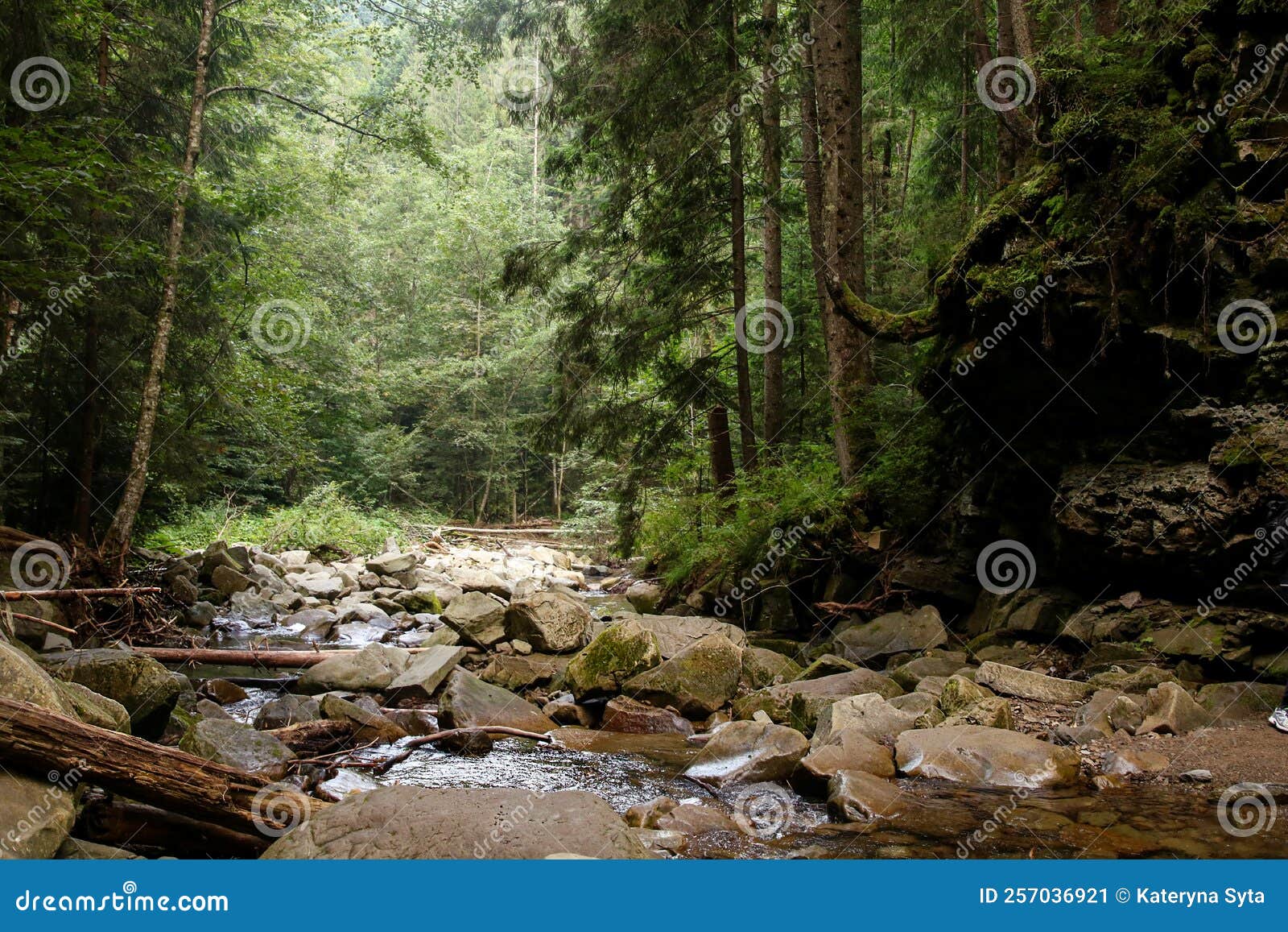 Magical Dark Carpathian Forest with a River Stock Image - Image of deep ...