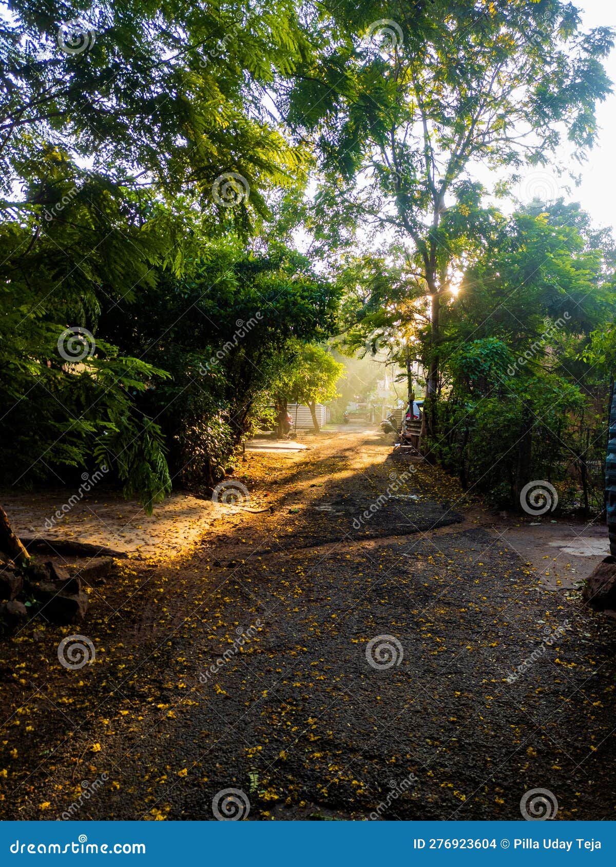 Magical Dark Forest in the Morning Sunlight.Bright Rays of Light on the ...