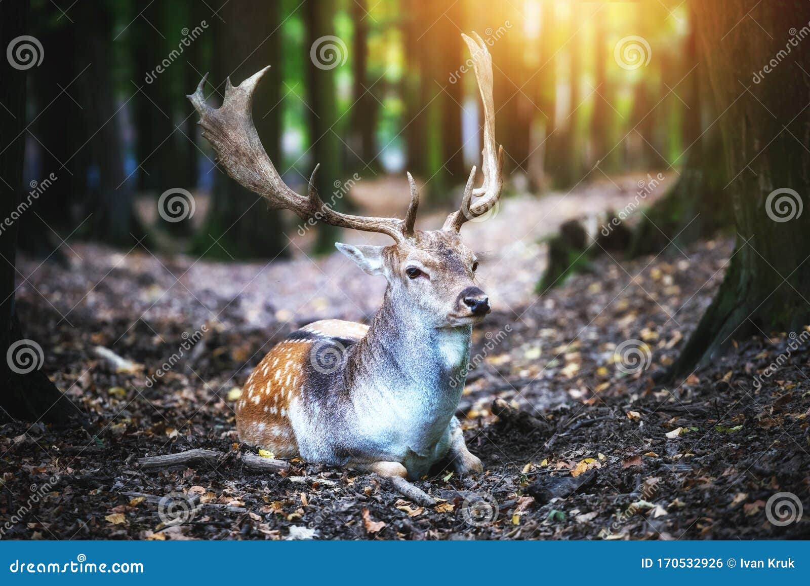 Deer with Antlers in Forest Stock Photo - Image of fairytale, antlers ...