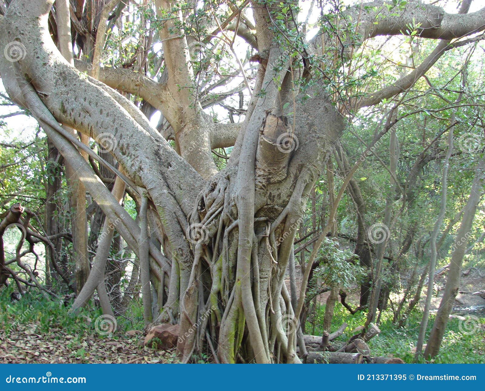 Magical fairy ficus stock image. Image of garden, ficus - 213371395