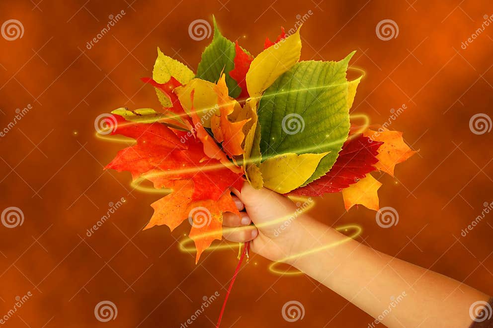 Magical fall bouquet stock image. Image of glow, magical - 26922893