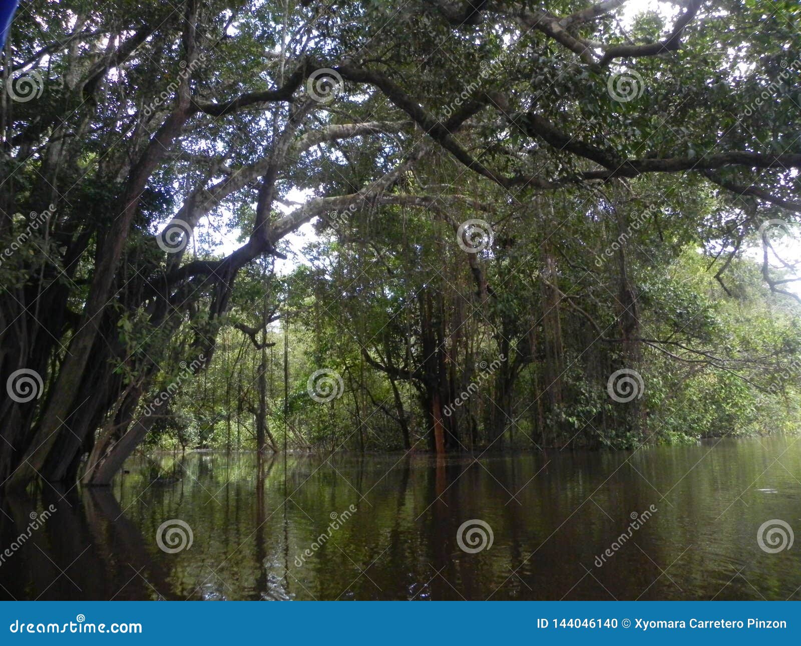 Magical Fig Trees in the Amazon Jungle Stock Photo - Image of tropics ...