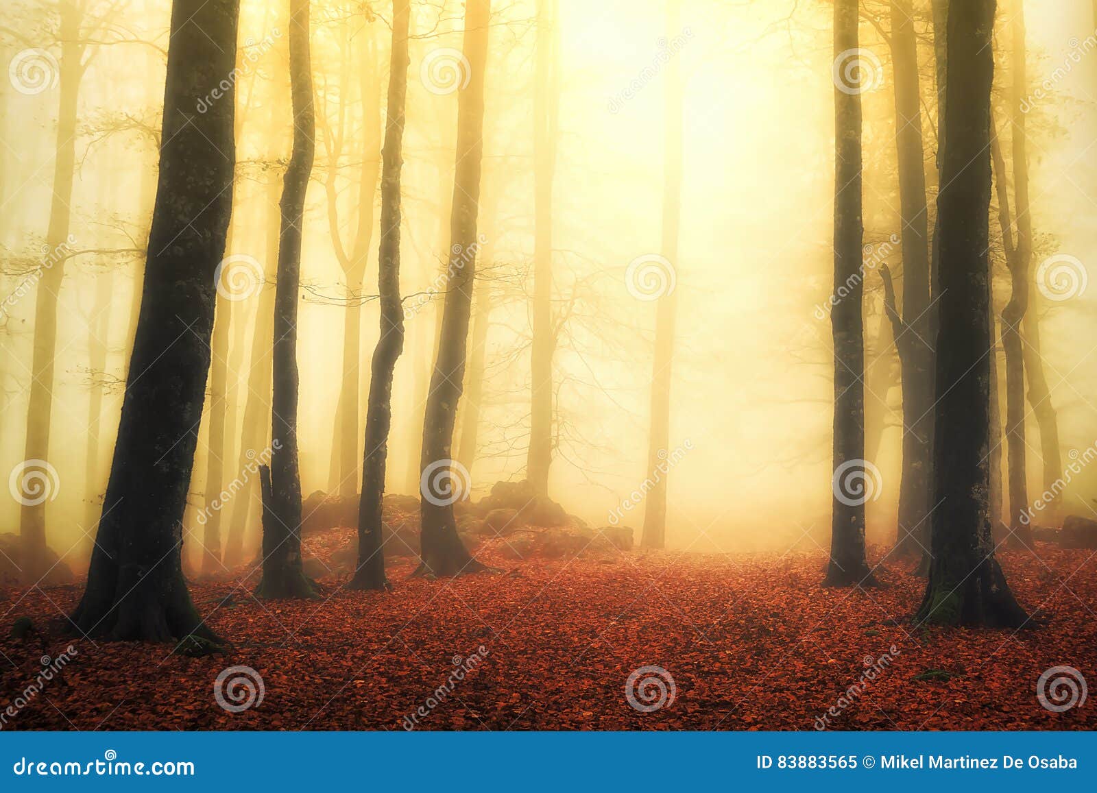 Magical Foggy Forest with Sun Rays Stock Image - Image of foggy, rays ...