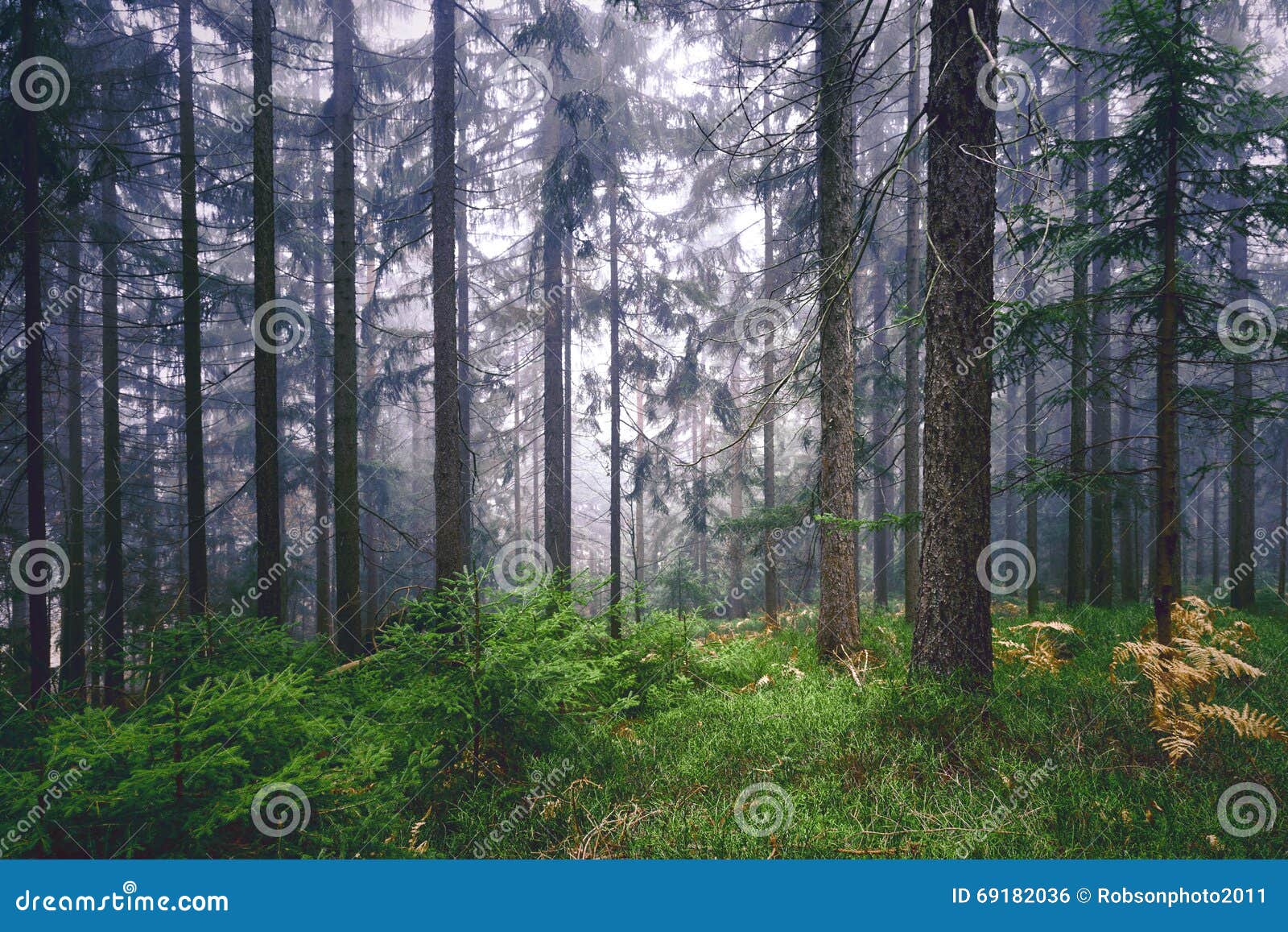 Magical Foggy Light in Conifer Forest Stock Photo - Image of season ...