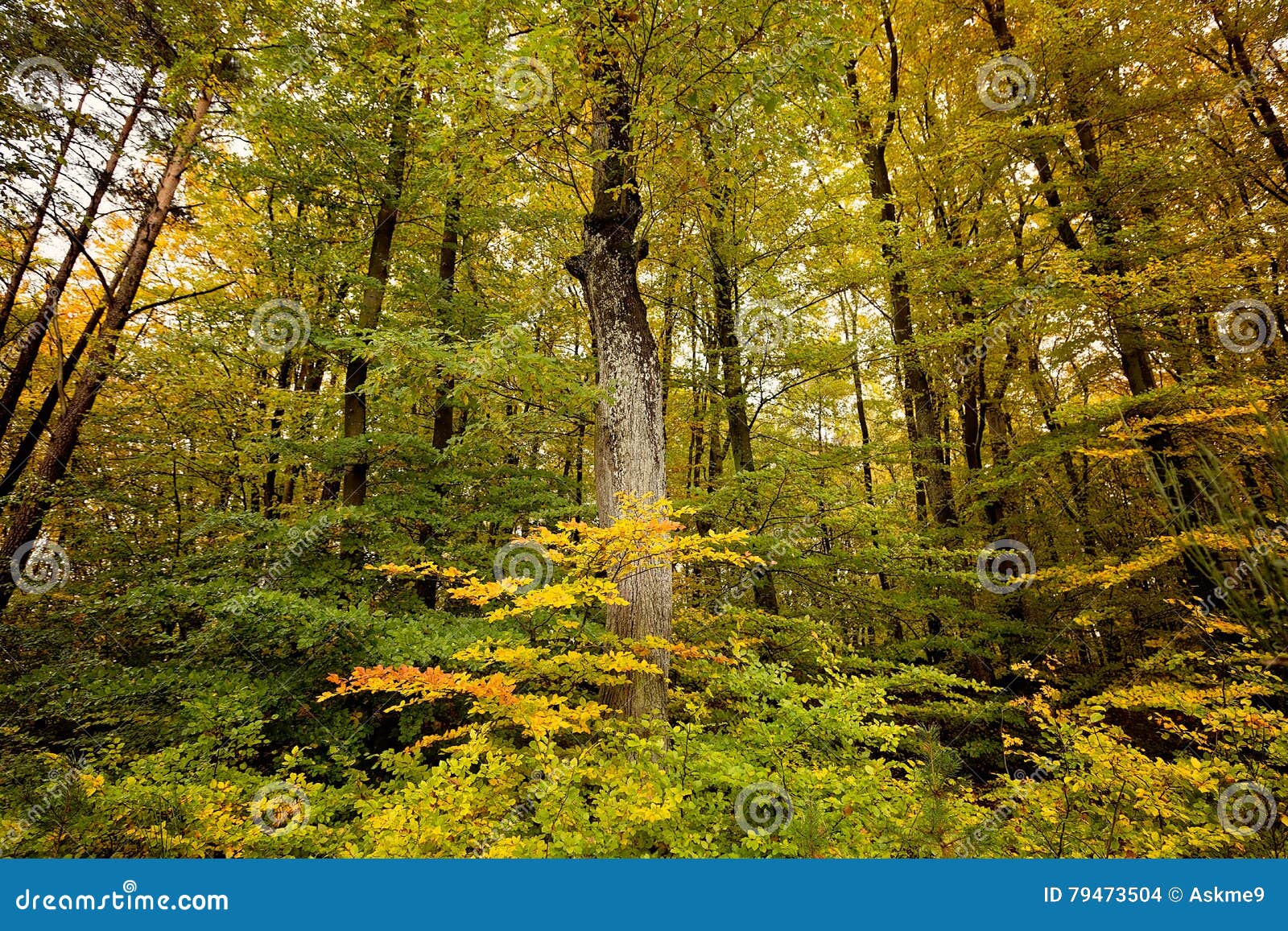 Autumn forest landscape stock photo. Image of trunk, floor - 79473504