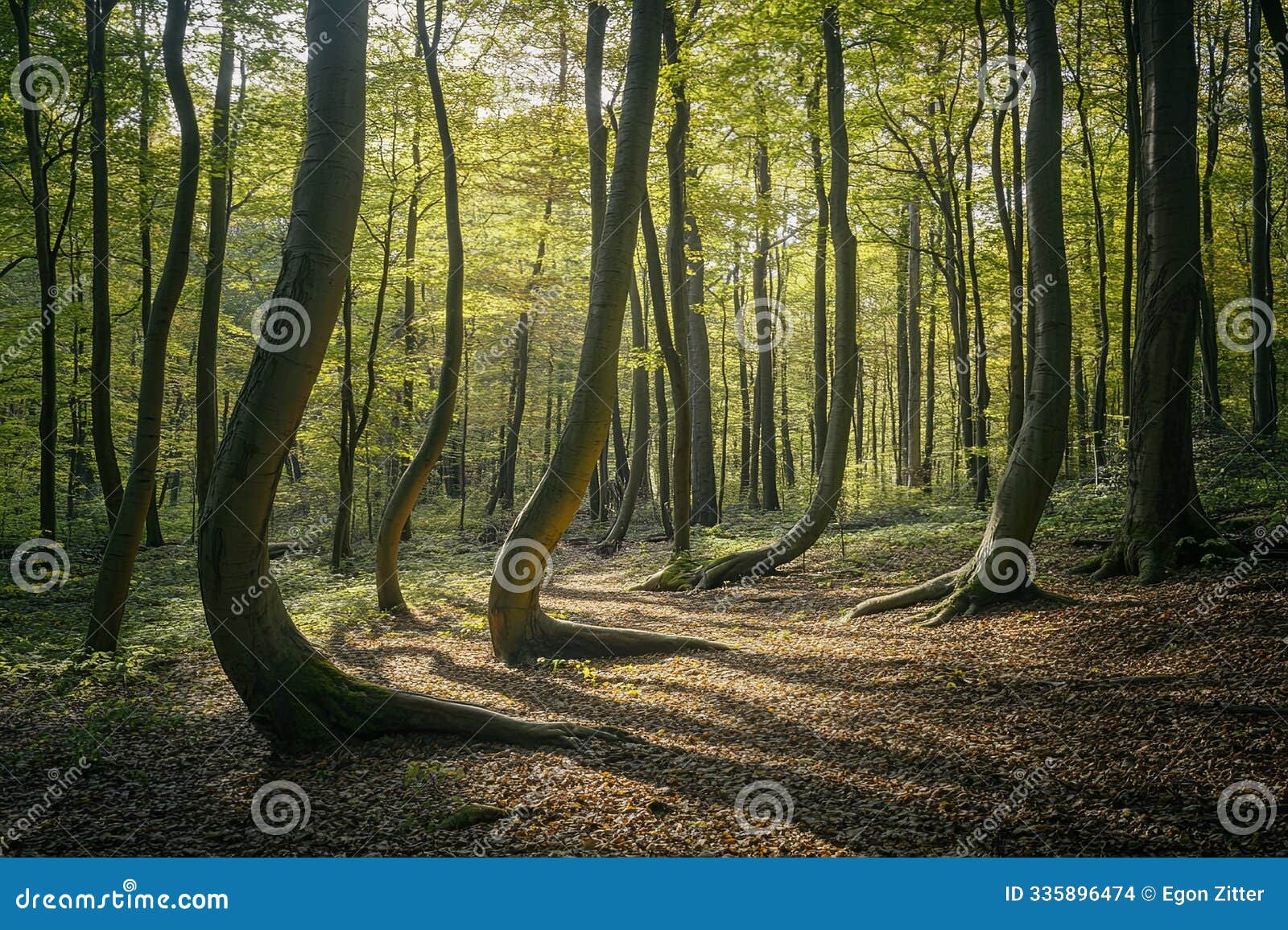 Into the Magical Forest with Beautiful Light Stock Illustration ...