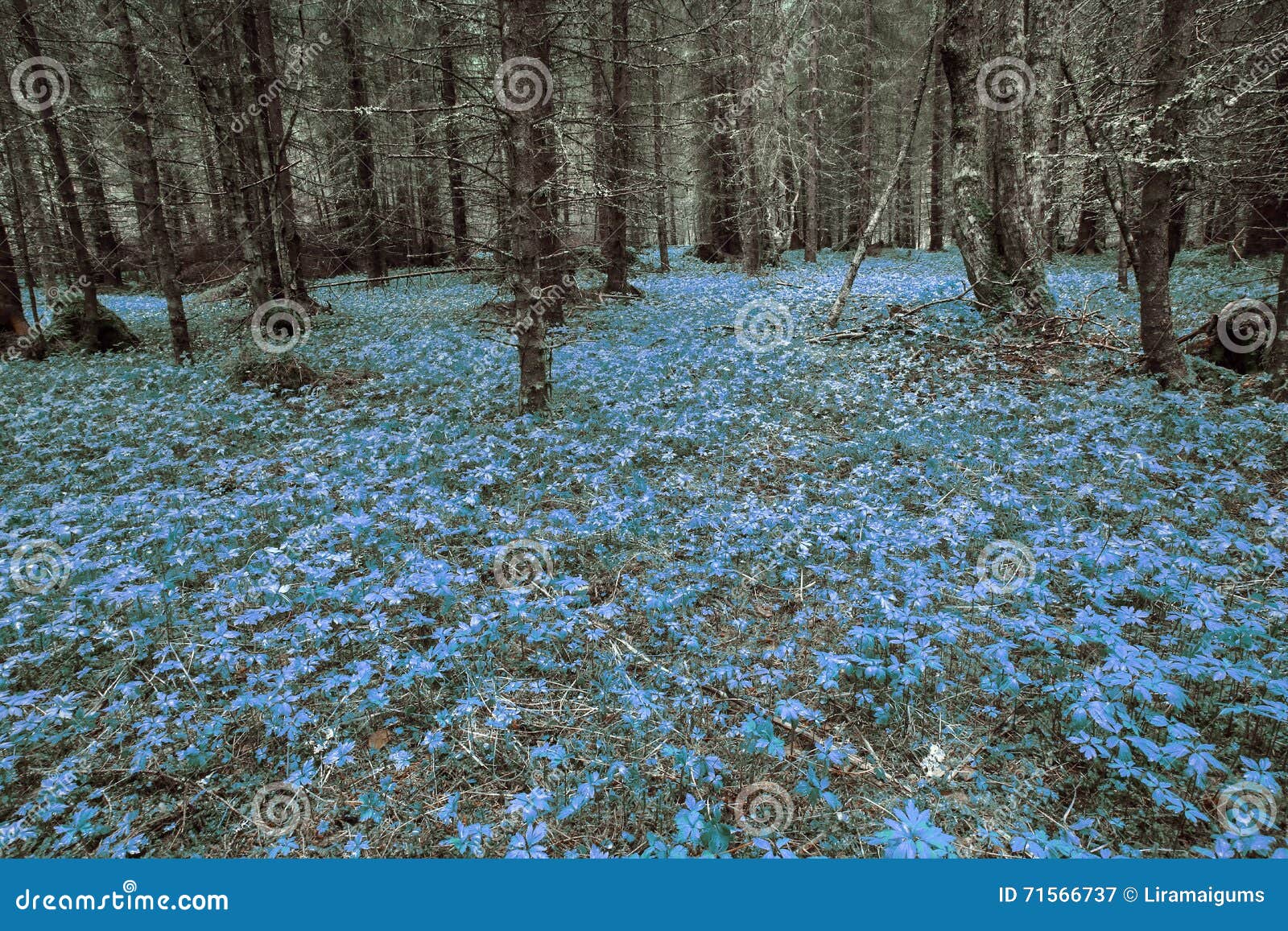 Magical forest stock image. Image of plants, magic, mystical - 71566737