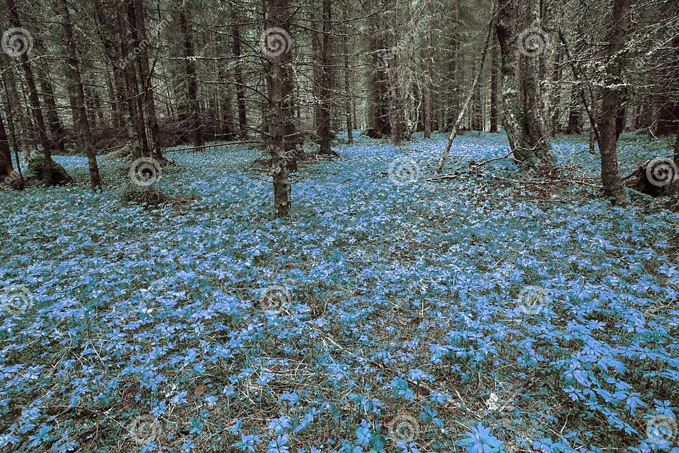 Magical forest stock image. Image of plants, magic, mystical - 71566737
