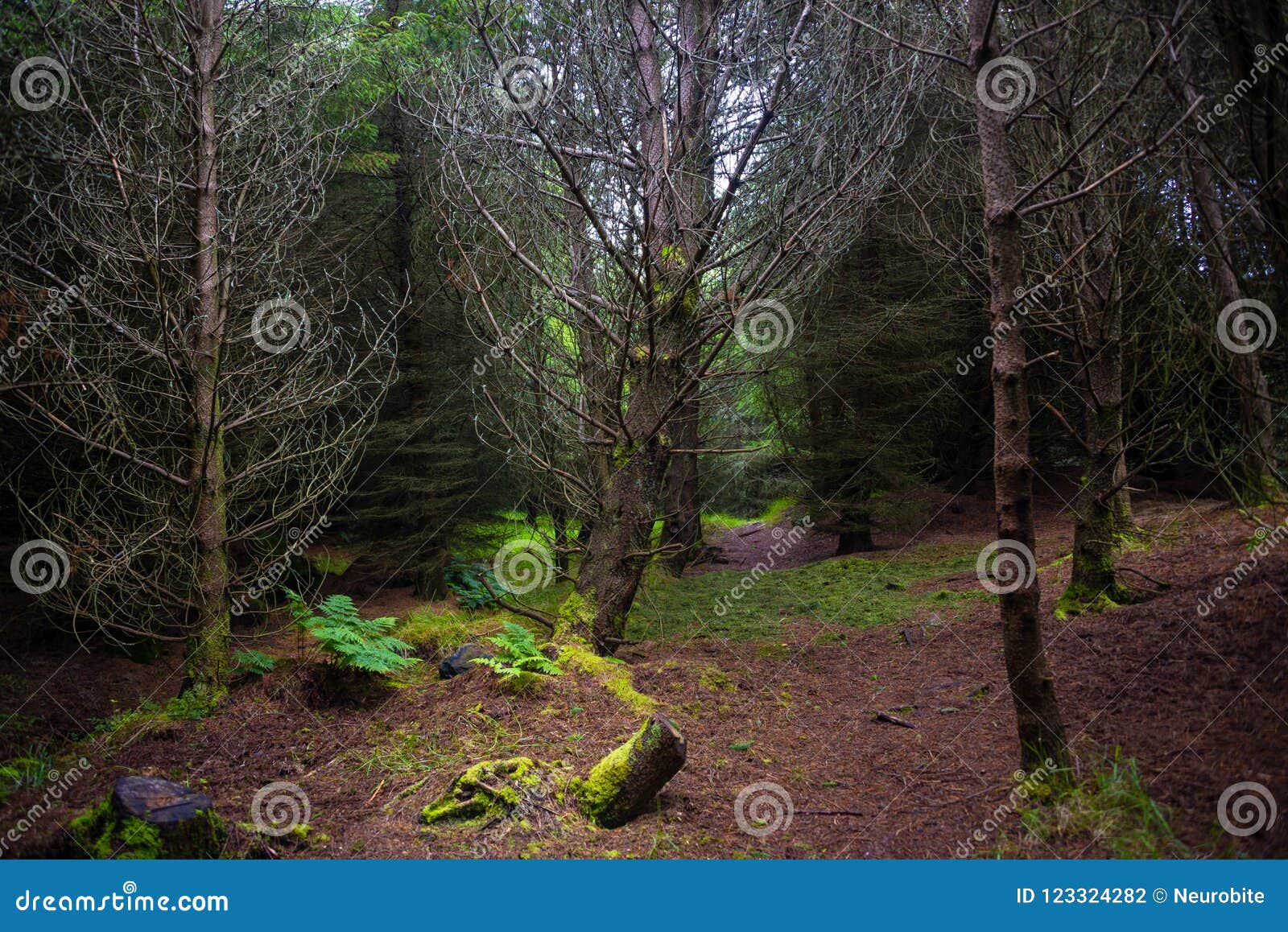 Magical Forest at Faroe Islands Stock Photo - Image of evergreen, focus ... Magical Forest at Faroe Islands Stock Photo - Image of evergreen, focus ...