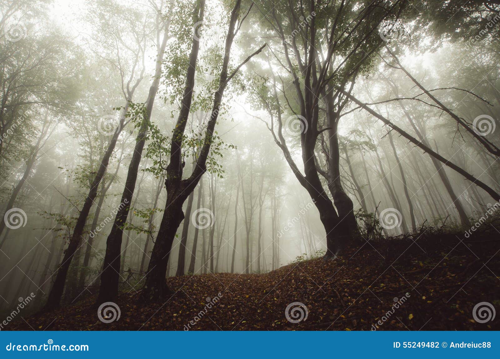 Magical forest with fog stock photo. Image of magic, forest - 55249482
