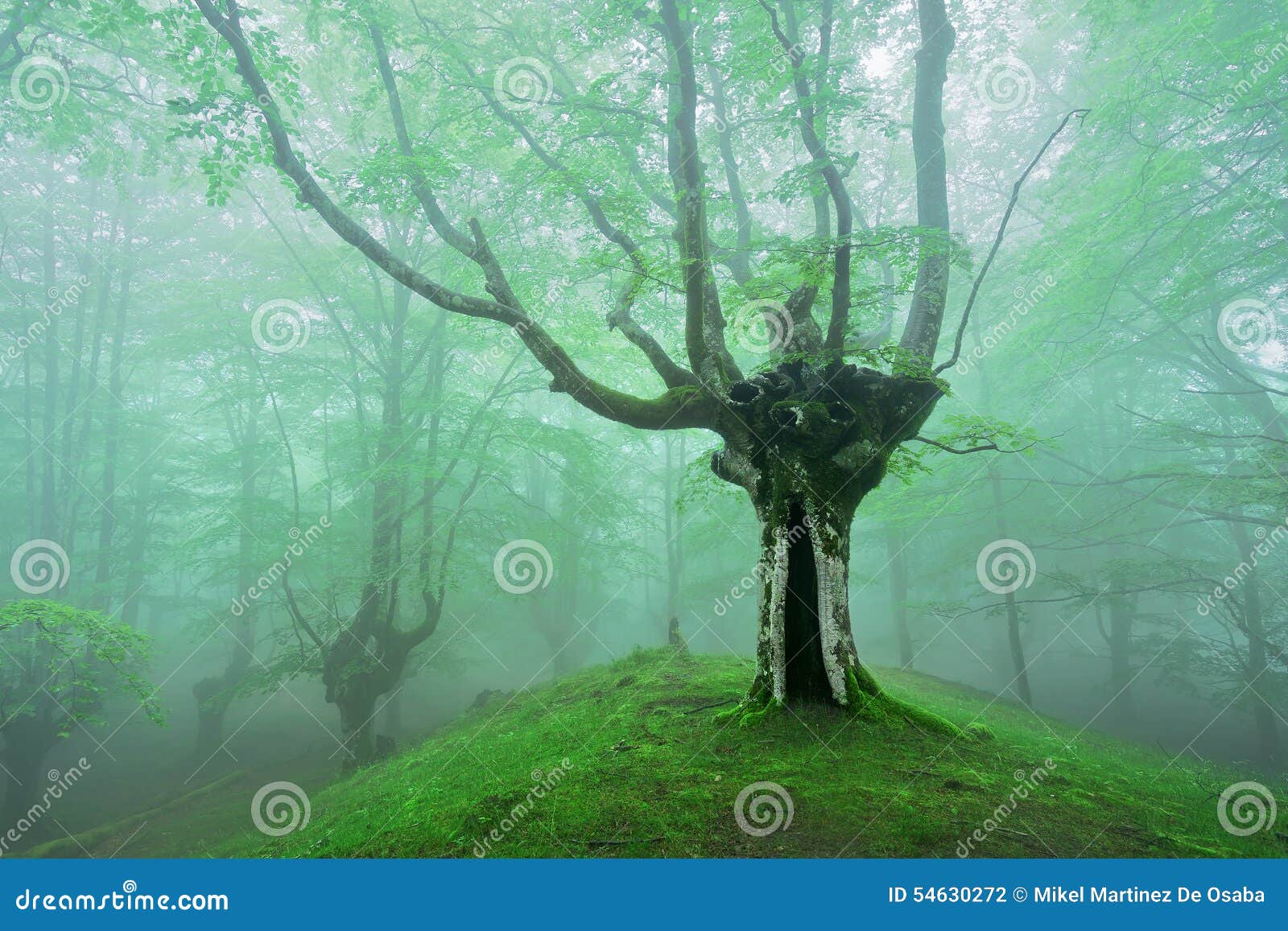 Magical Forest with Fog in Spring Stock Photo - Image of hazy, spring ...