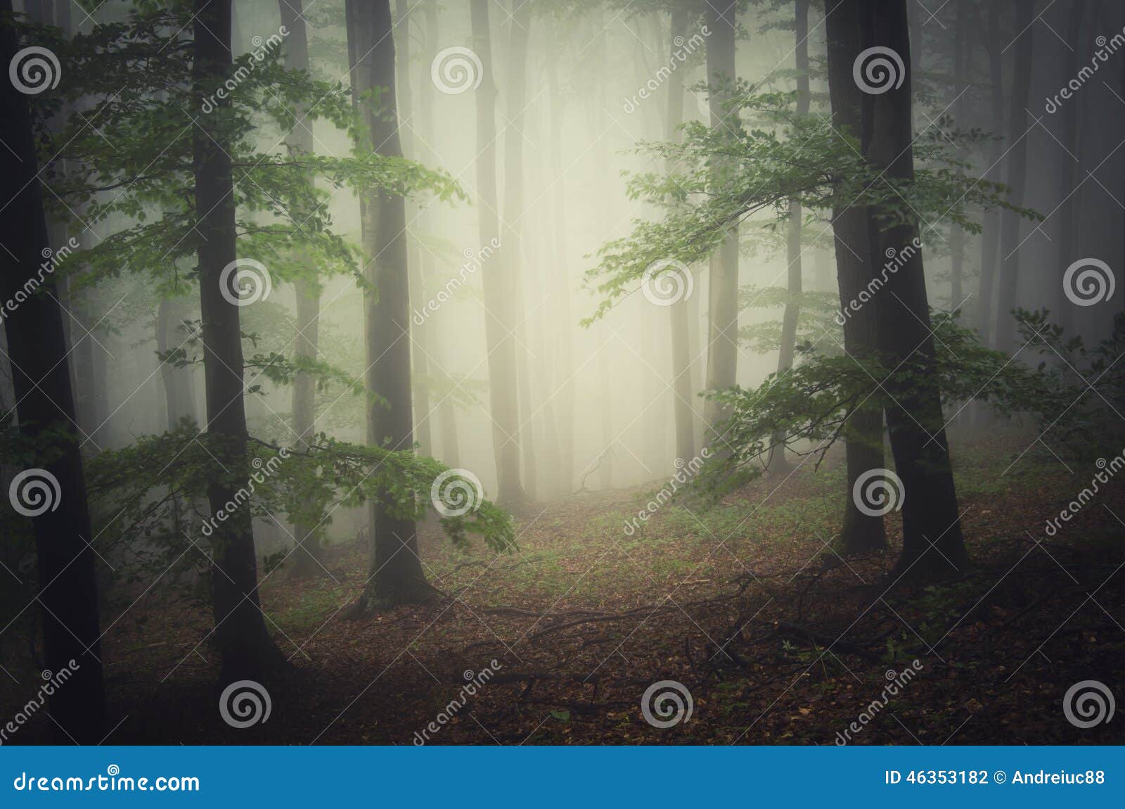 Magical Forest with Mysterious Fog Stock Photo - Image of magical ...