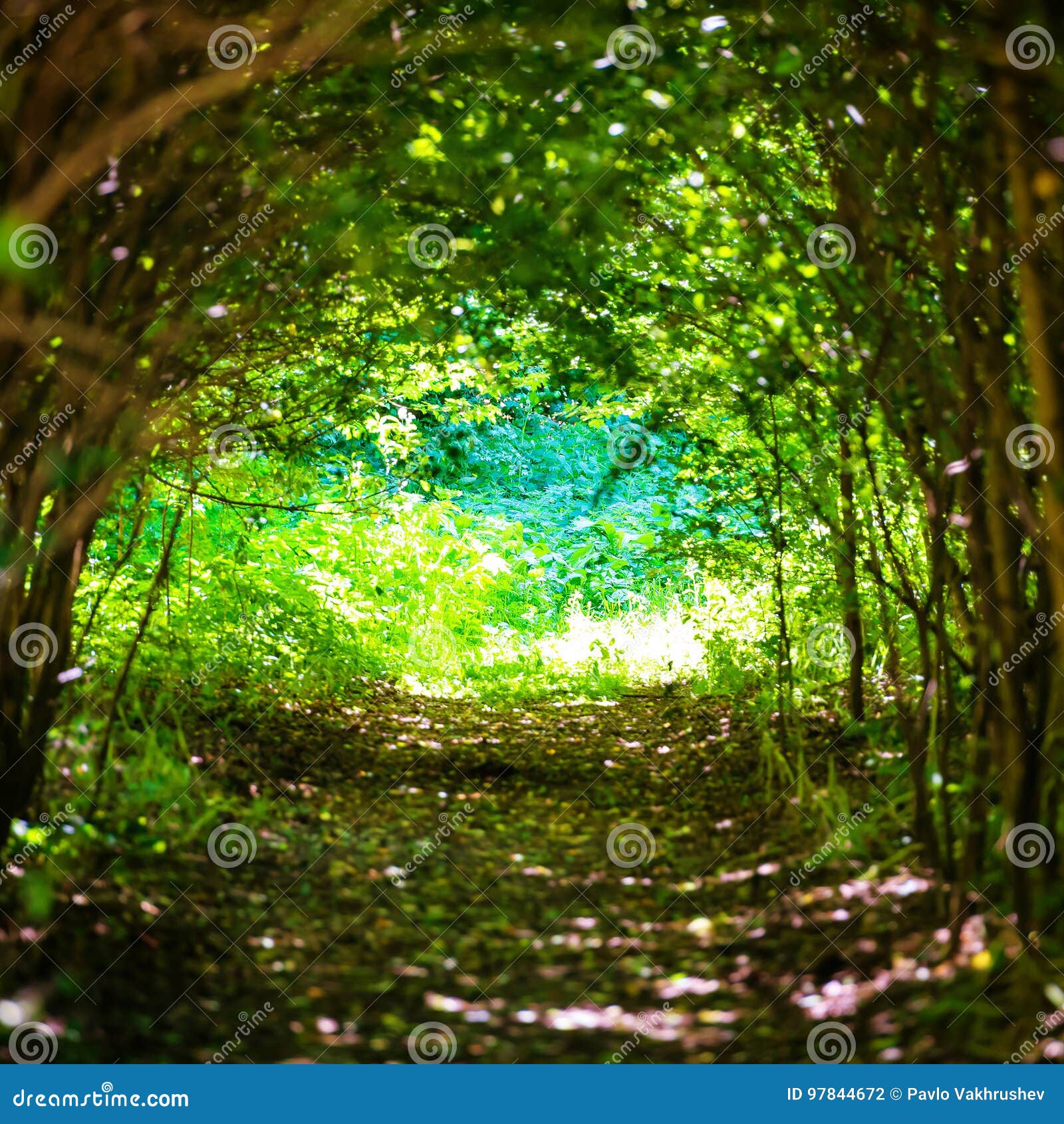 Magical Forest with Path To the Light Stock Photo - Image of magic ...