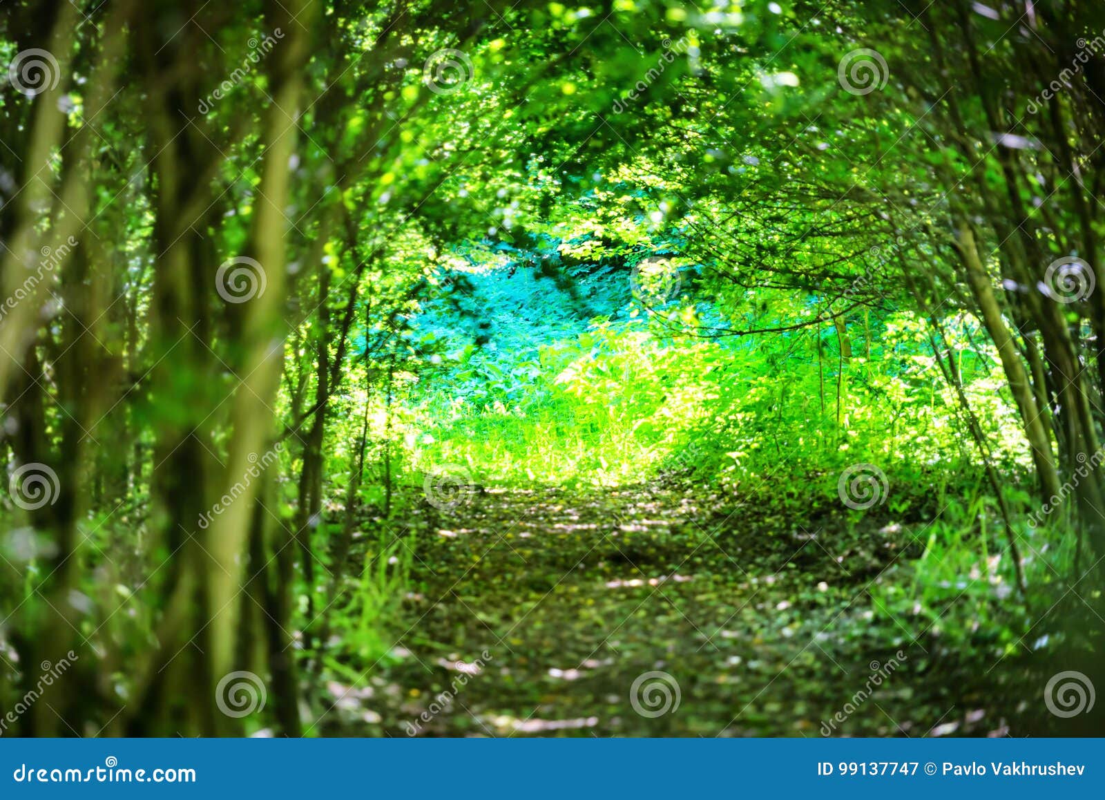 Magical Forest with Path To the Light Stock Image - Image of branch ...