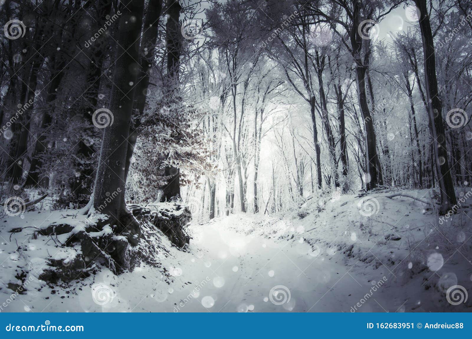 Magical Forest Path with Snow Stock Image - Image of christmas ...