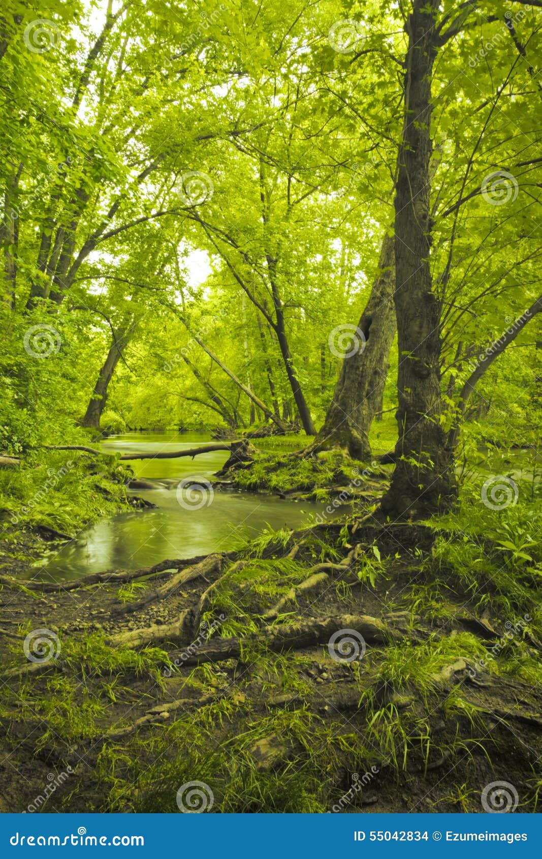 Magical Forest Swamp stock photo. Image of ecosystem - 55042834
