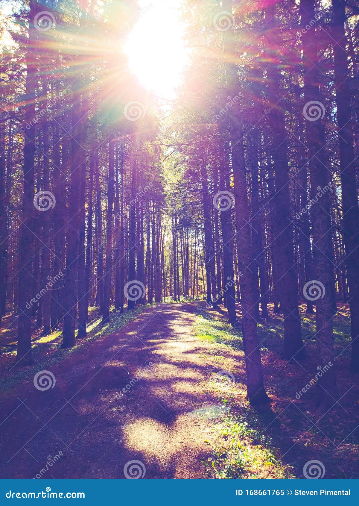 Magical forest walk stock image. Image of trees, forest - 168661765