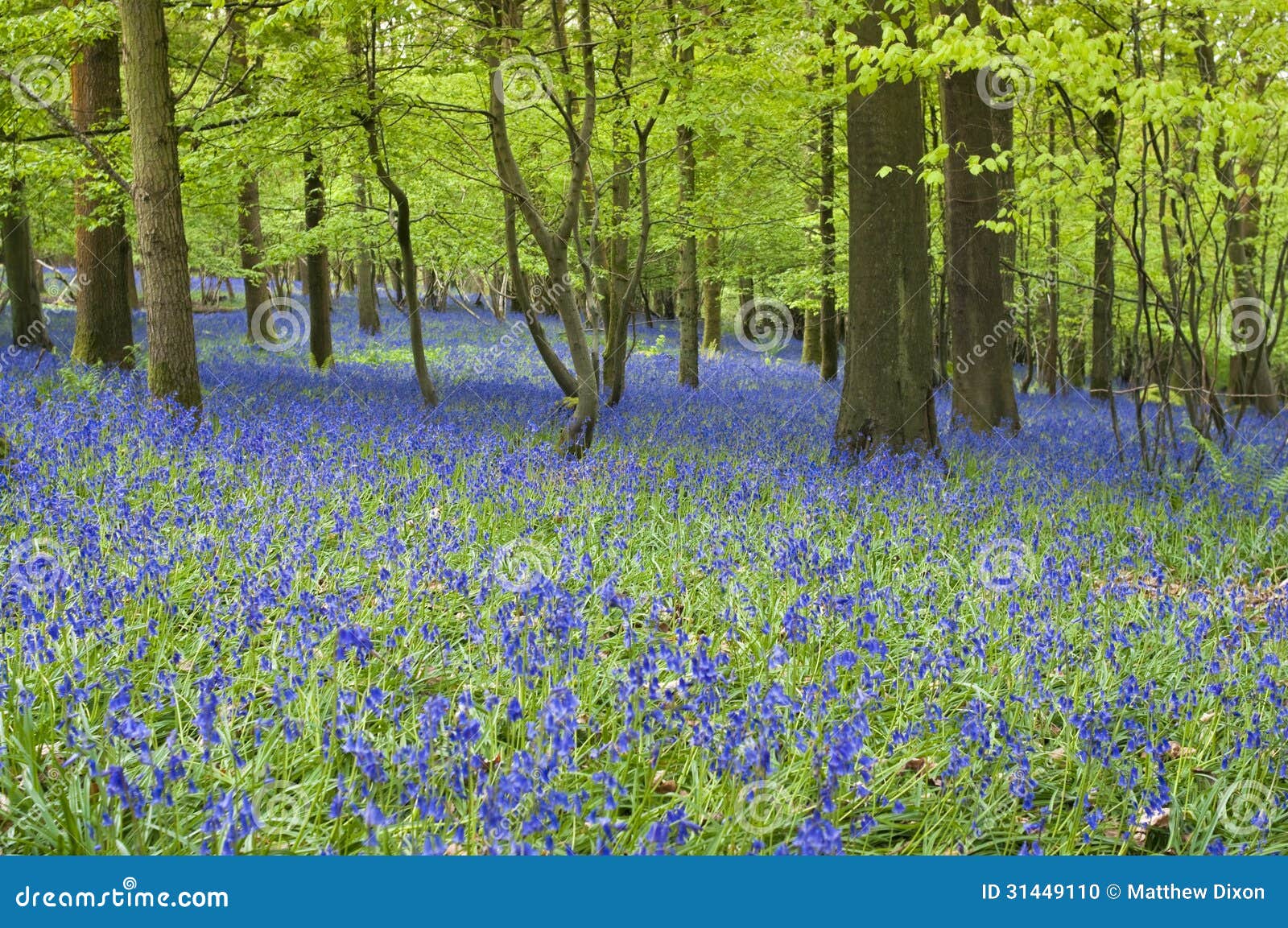 Magical Forest and Wild Bluebell Flowers Stock Photo - Image of purple ...