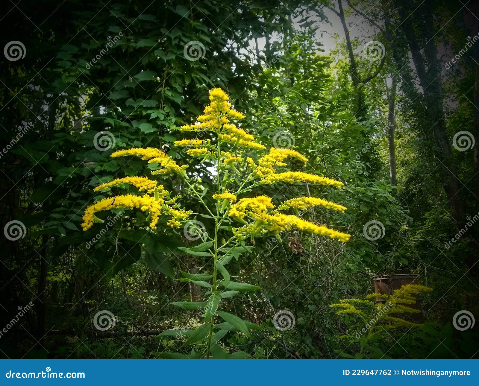 Magical Golden Rod stock photo. Image of woods, sunlight - 229647762