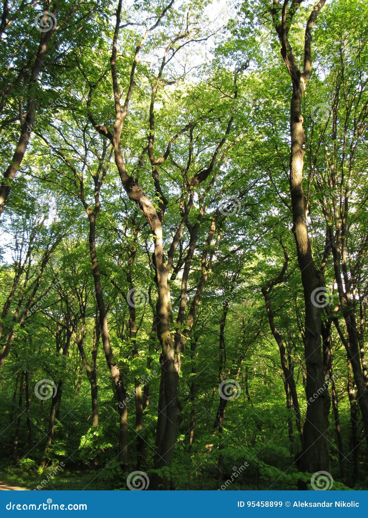Magical green forest stock image. Image of strange, forest - 95458899