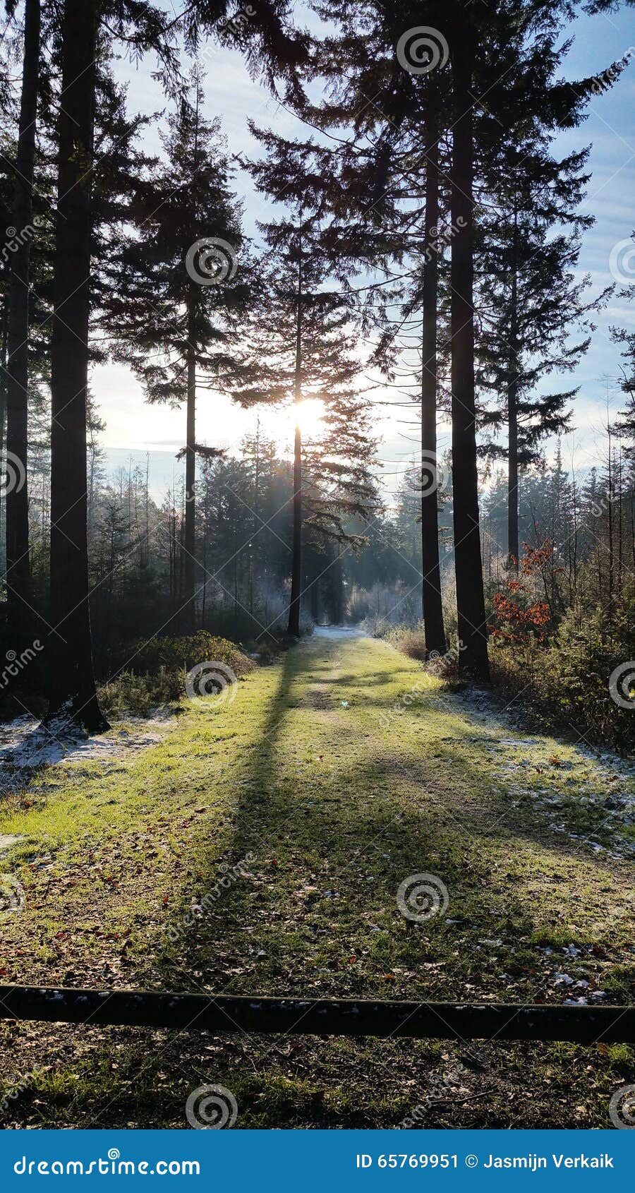 Magical icy winter forest stock image. Image of forest - 65769951