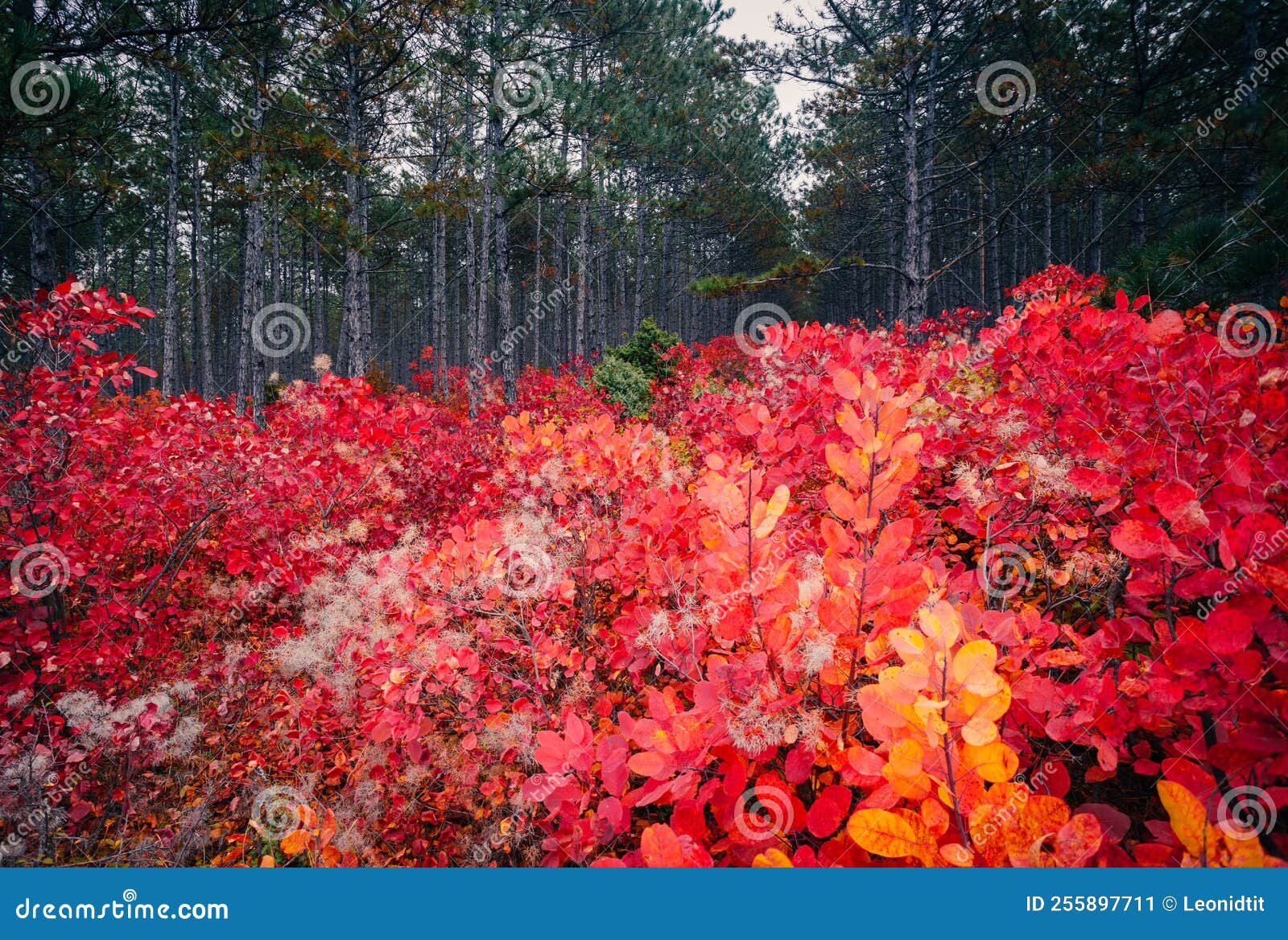 Magical Image Of The Forest With Cotinus Coggygria Stock Image Image Of Scenery Foliage
