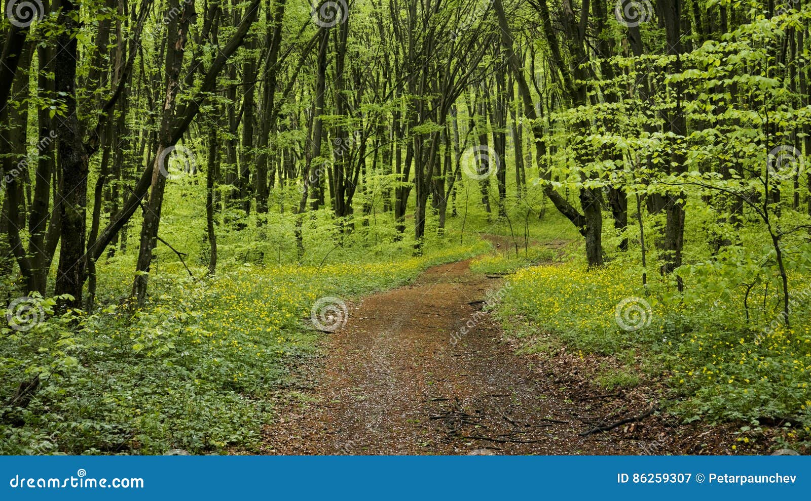 Magical lane stock image. Image of perspective, natural - 86259307